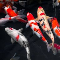 Иконка канала Карпы кои, аквапоника, выращивание рыбы и растений