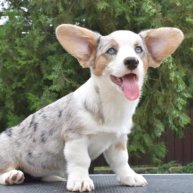 Иконка канала Питомник Биглей и Корги