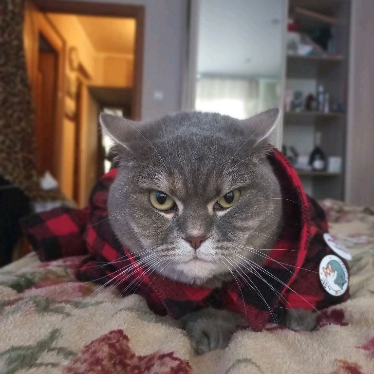 Канал Pusya_cat смотри онлайн на RUTUBE!