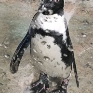 Иконка канала Тути