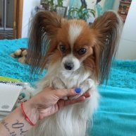 Иконка канала Буся папийон