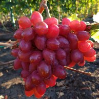 Иконка канала Моя записная книжка