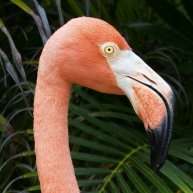 Иконка канала Только Чиллаут