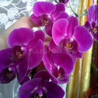 Иконка канала Мой Зелёный уголок.