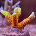 Иконка канала Reef_tank_krsk