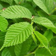 Иконка канала FamilyA