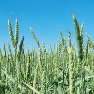 Иконка канала Аленушка 64