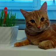 Иконка канала Техно Кот