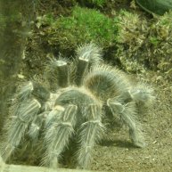 Иконка канала Мохнатые пчёлы на пасеке