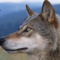 Иконка канала Apkah Hrnjk-Kozak