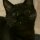 Иконка канала Cat