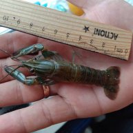 Иконка канала Раки Сибири!