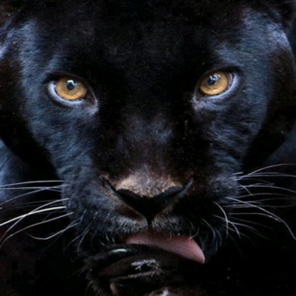 Иконка канала Кот на Охоте