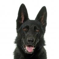 Иконка канала ВЕО восточно европейская овчарка черная