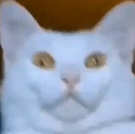 Иконка канала Без кота и жизнь не та