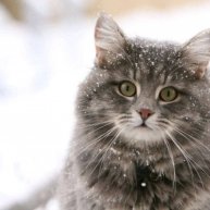 Иконка канала KoT_CEBEPA11rus