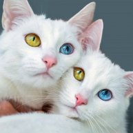 Иконка канала Смешные Животные