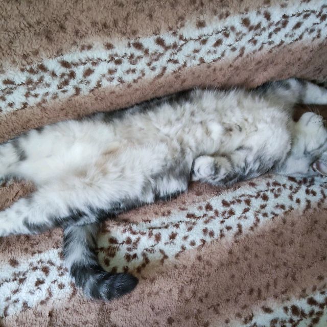 Иконка канала danya_228
