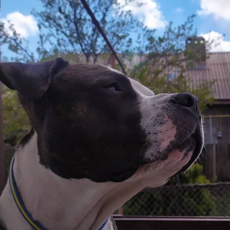 Иконка канала ЛХВС