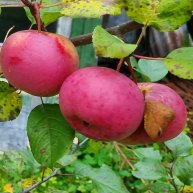 Иконка канала ФРУКТОВЫЙ САД