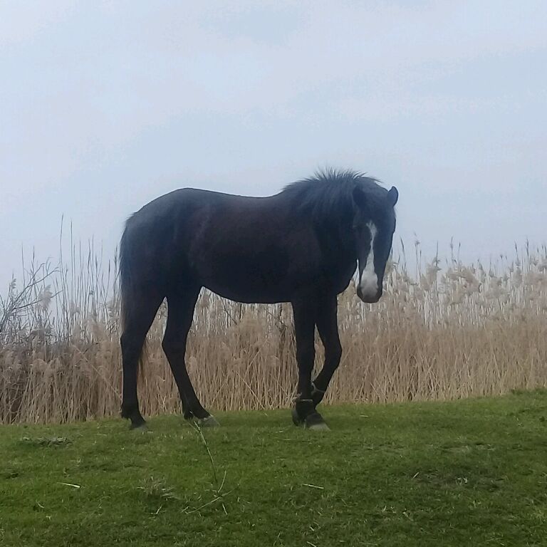 Иконка канала Freedom Horses