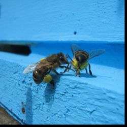 Иконка канала beekeeping_for_beginners