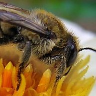 Иконка канала ДерЕвеНская ЖуЖка