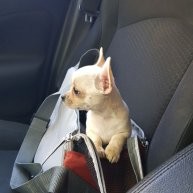 Иконка канала Anfisa_chih