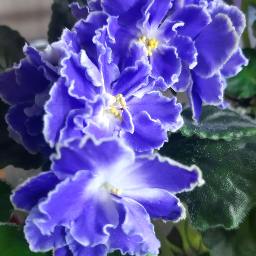 Иконка канала LESYA *фиалки