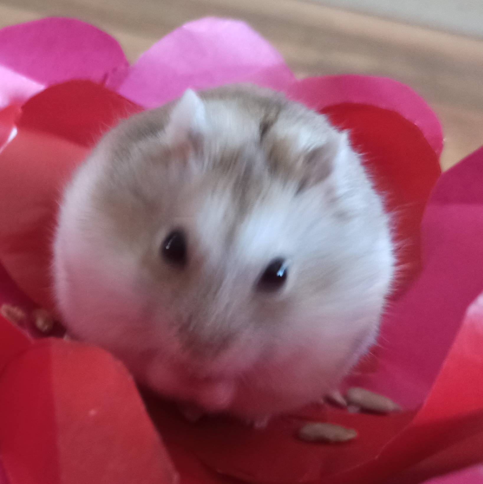 Иконка канала хома дома