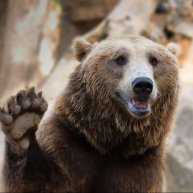 Иконка канала Выживший