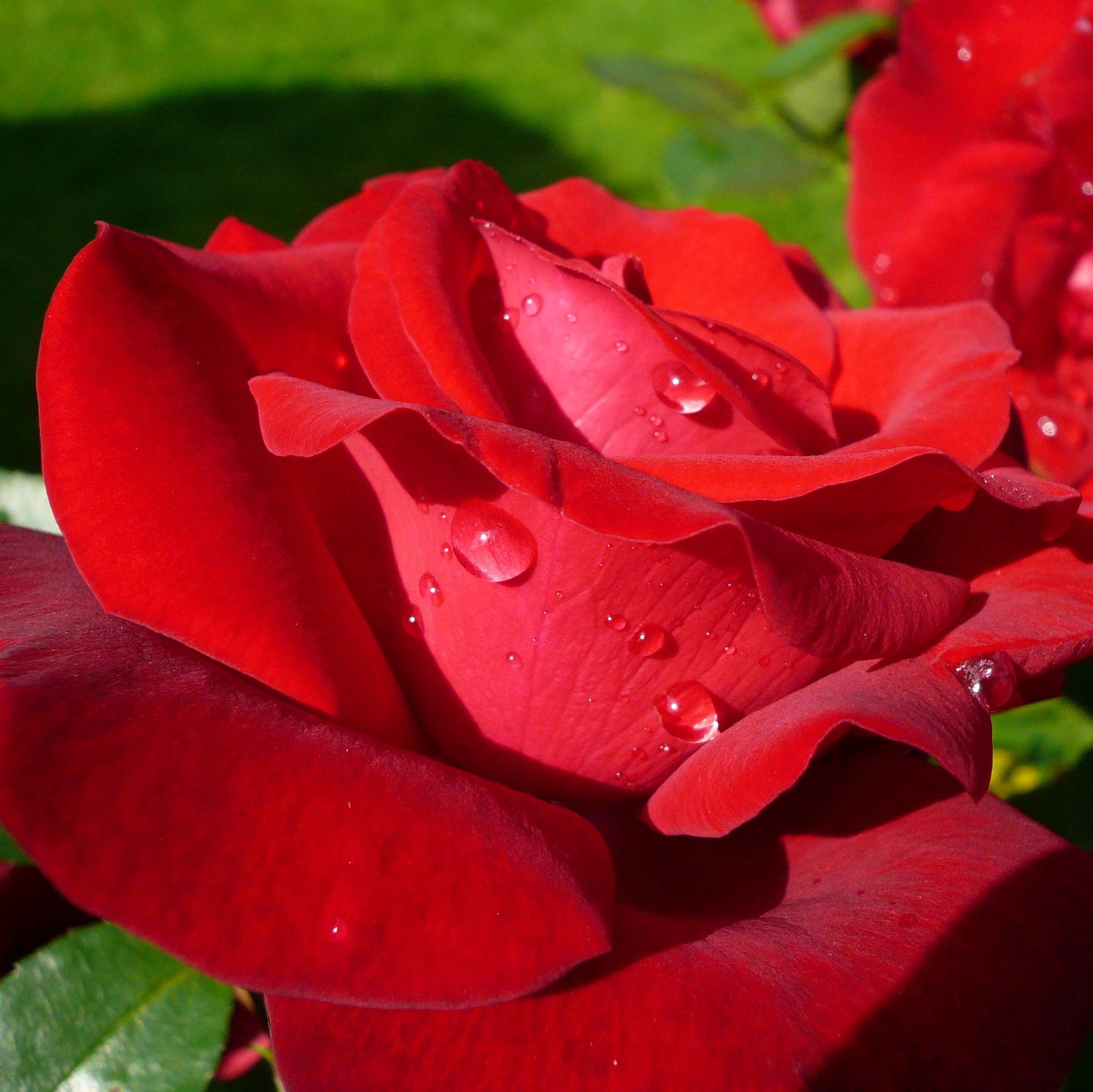 Иконка канала праздник каждый день