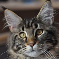 Иконка канала Профитроли TV