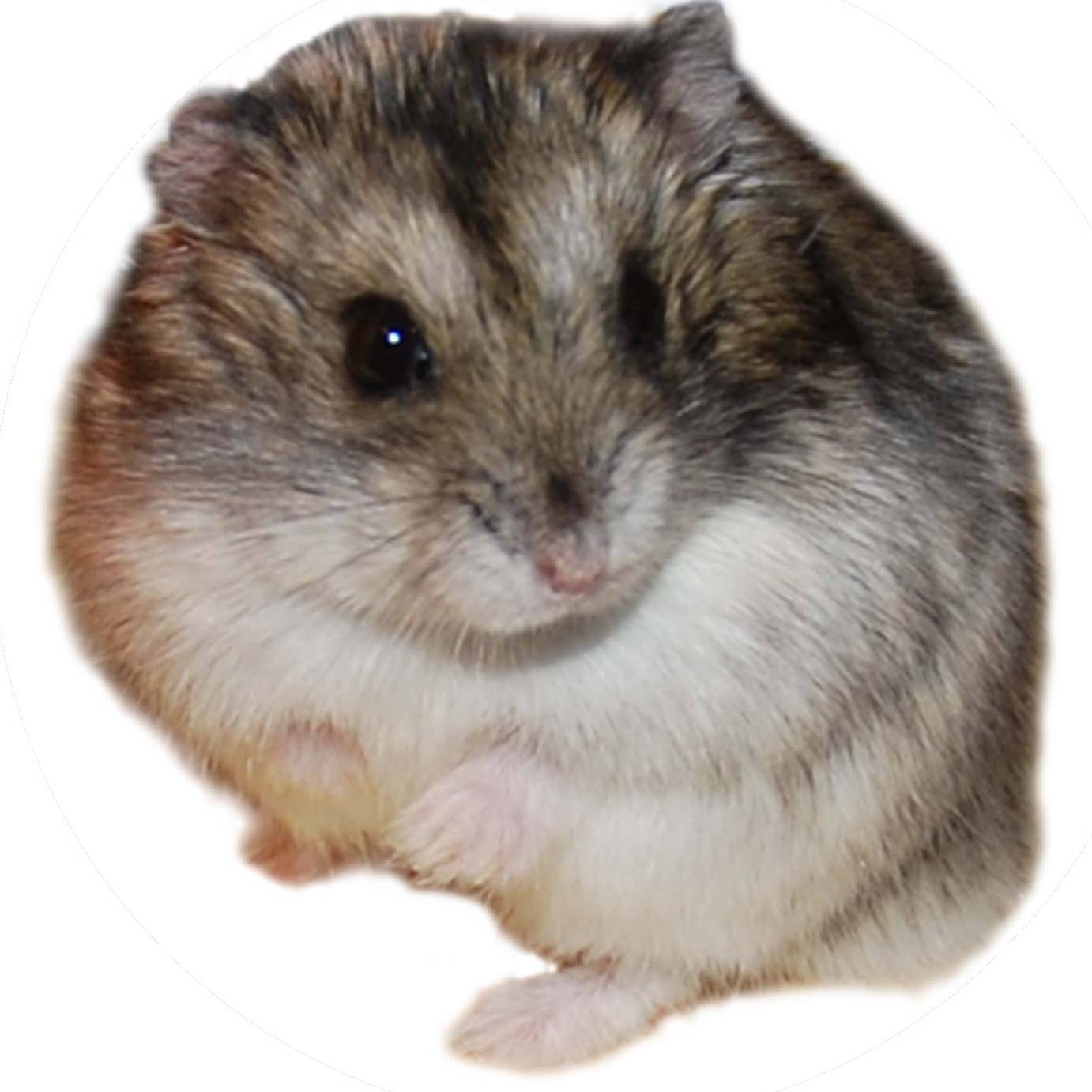 Иконка канала Приключения Хомяка