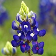 Иконка канала VolensNolens