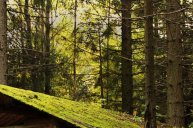 Иконка канала Лесная избушка