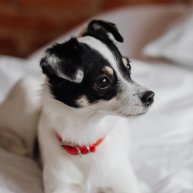 Иконка канала animals