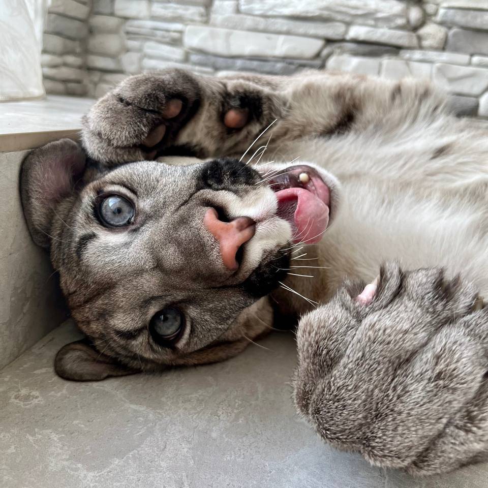 Иконка канала ПУМА БРЕЙДЖ