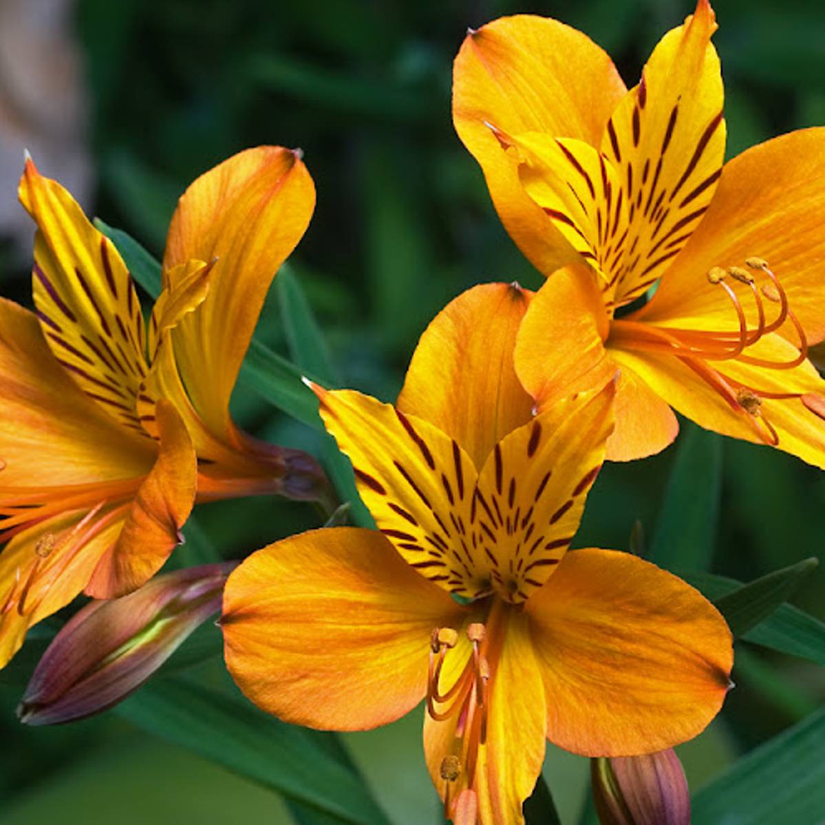 Иконка канала LeMerita cosmetics