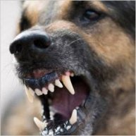 Иконка канала Antisobak