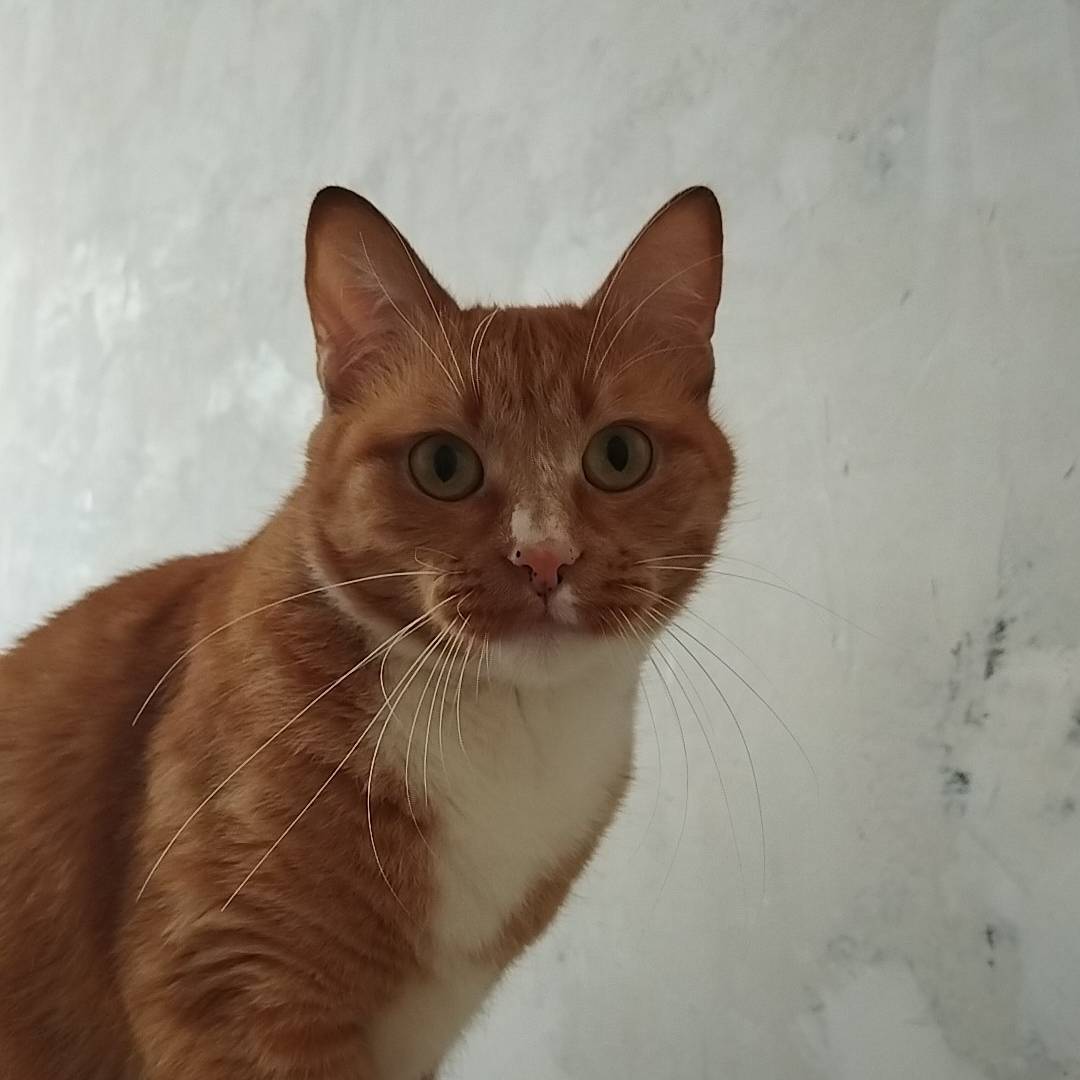 Иконка канала Котик ТВ