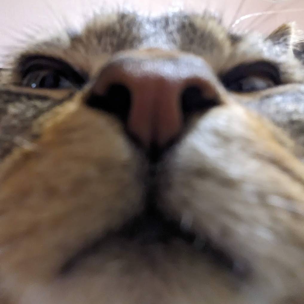 Иконка канала Мяусер