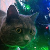 Иконка канала ✧Няшный котик♡