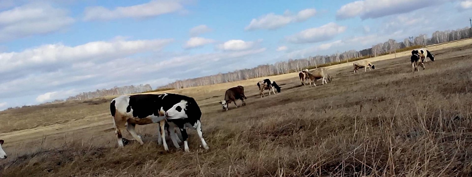 алабаи урала и мини-ферма КРС