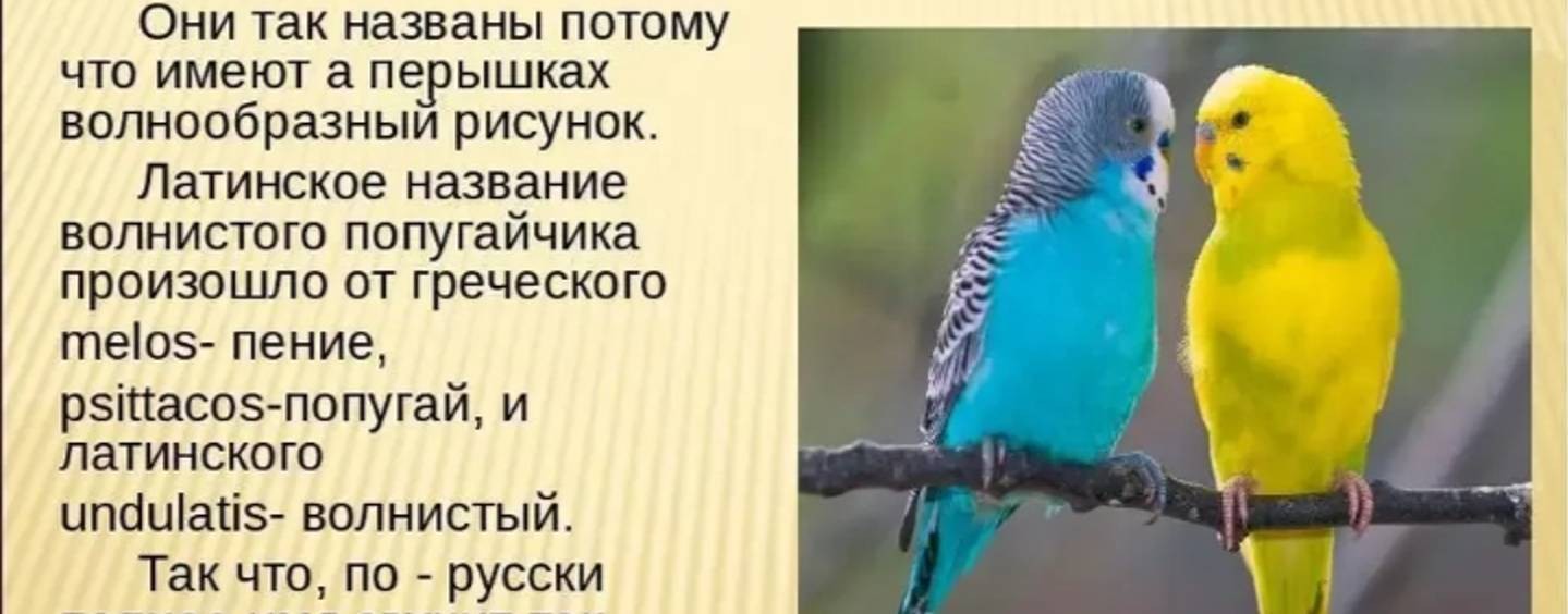 Прошница