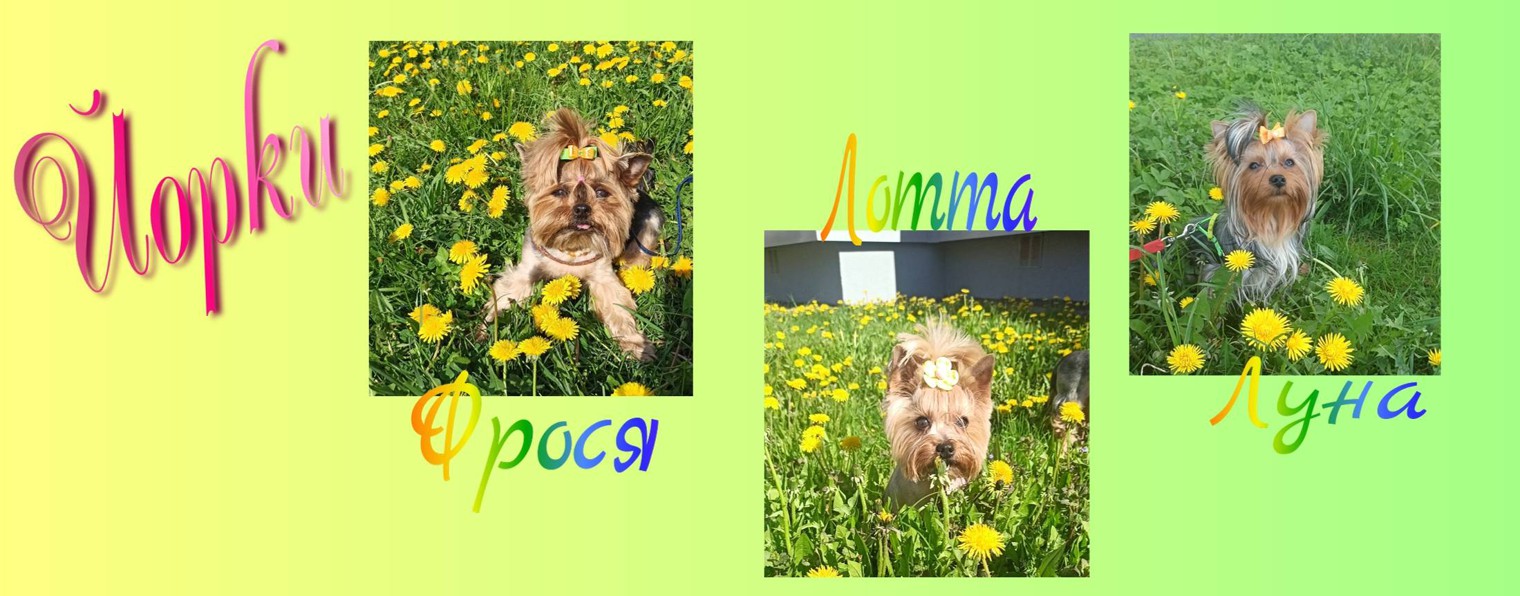 Йорки Фрося, Лотта и Луна