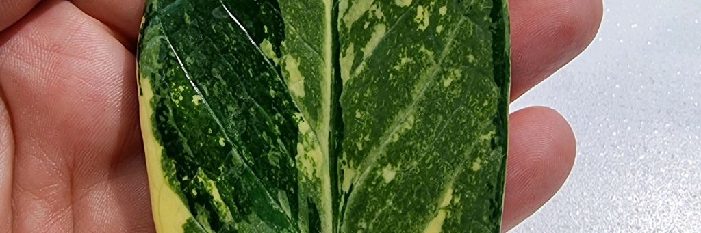 Любимые замиокулькасы