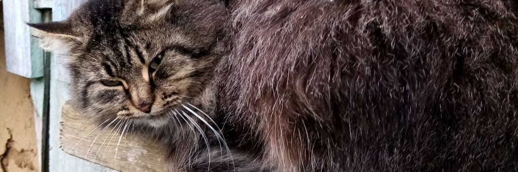 Хороший шерстяной