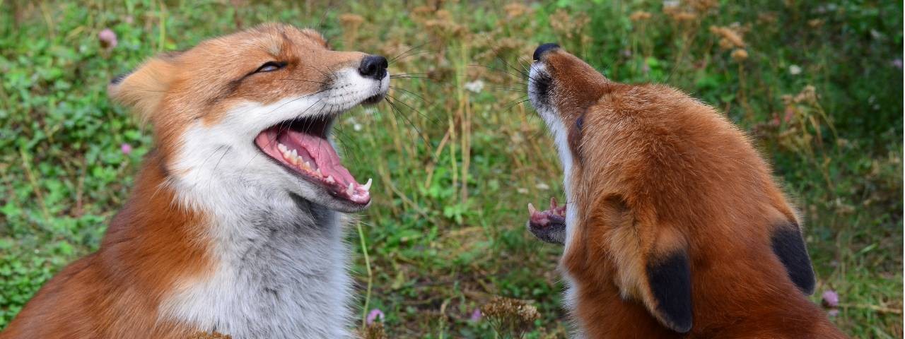 Лисы в доме