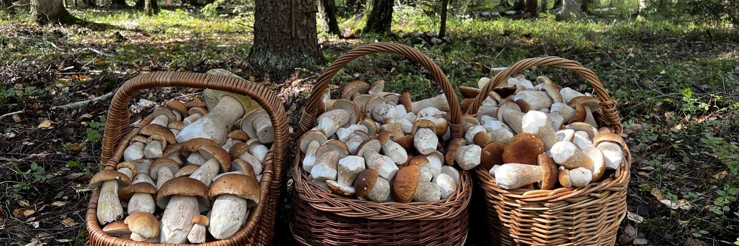 Грибоискатель